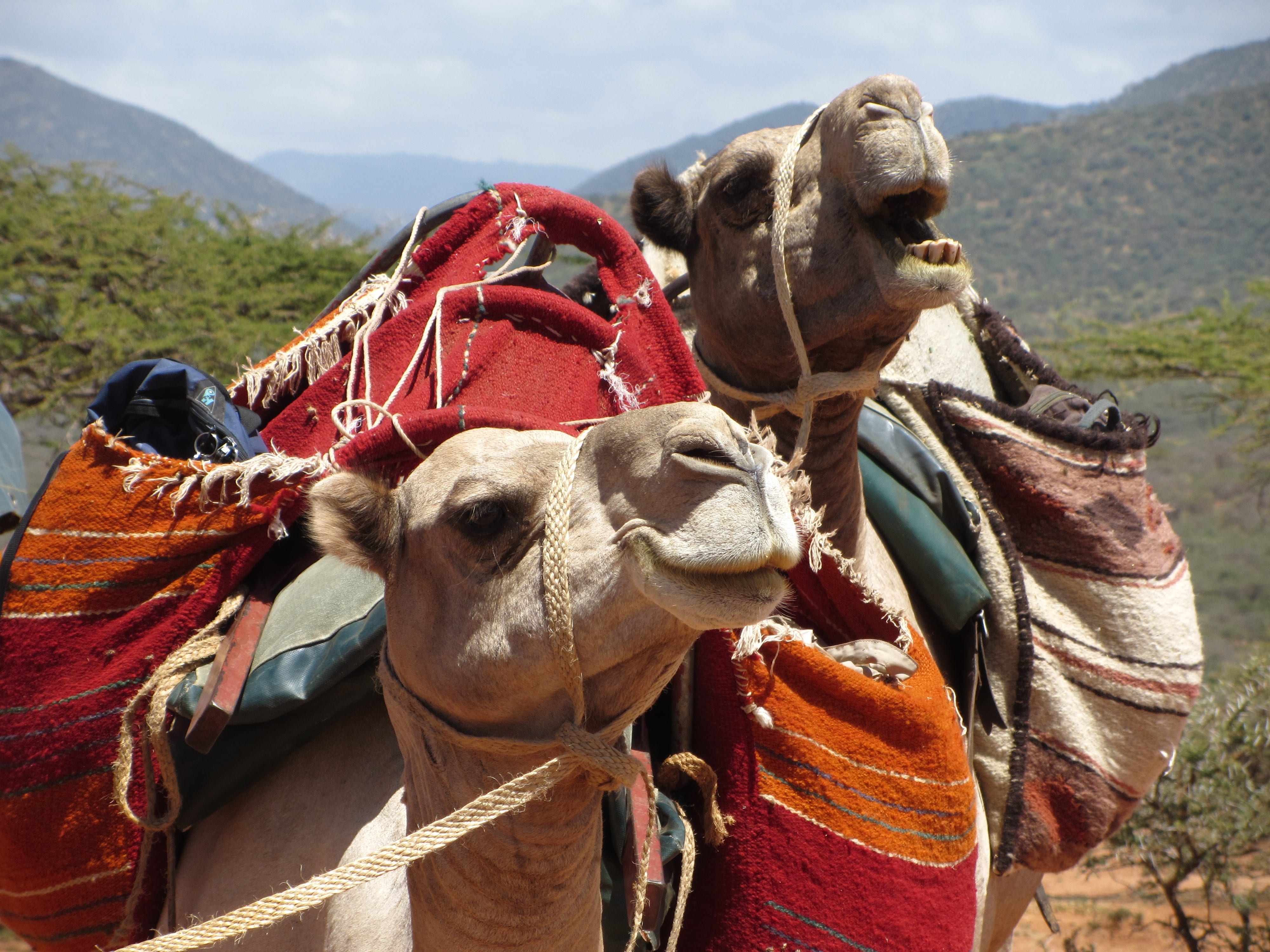 The Grandness of Camels | DesignDestinations