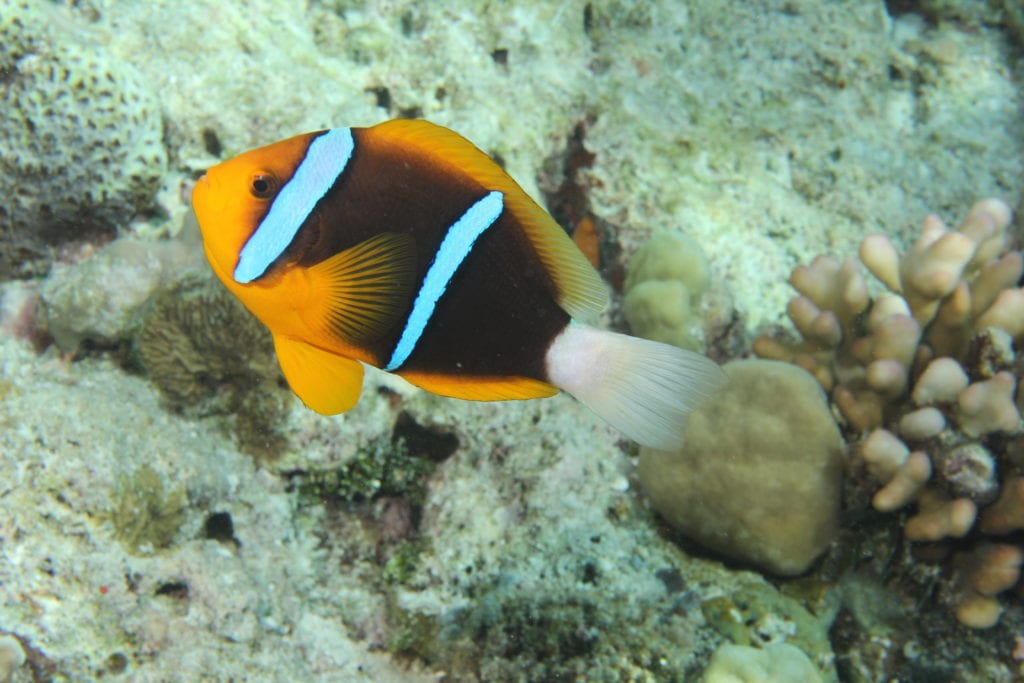 Paulau's Underwater world | DesignDestinations